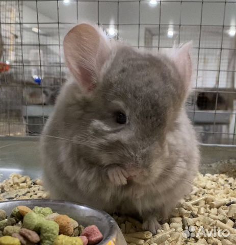Шиншилла мальчик