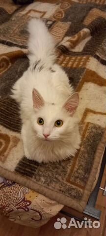 Котенок Каспер ищет дом