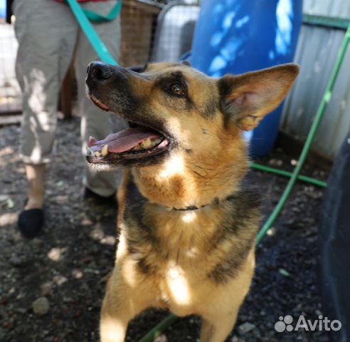 Собака мечтает о человеке и спасении из клетки