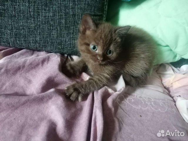 Британские котята
