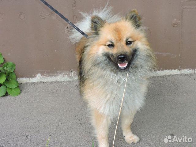 Немецкий шпиц малый, взрослый мальчик в семью