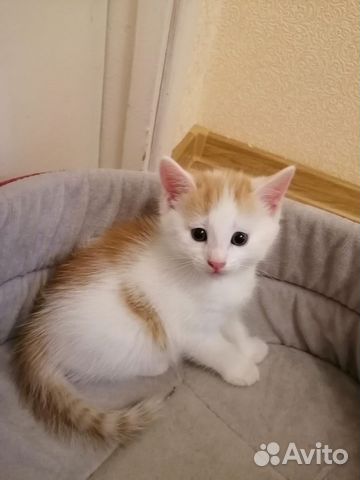 Голубоглазые котята в добрые руки