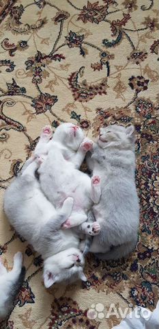 Британская кошка