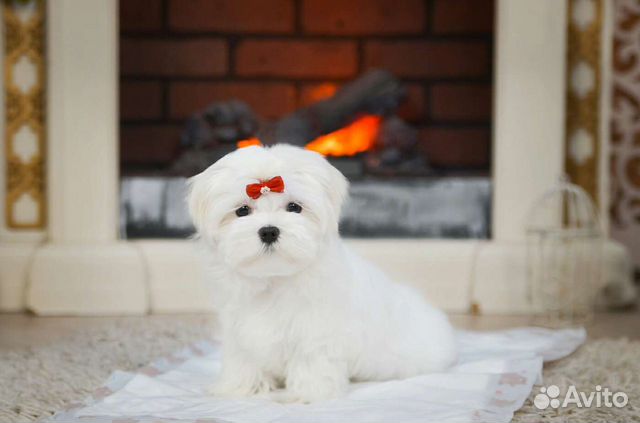 Щенки мальтезе.Помёт июнь 2022год