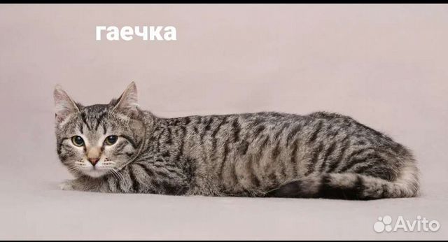 Кошка Гаечка