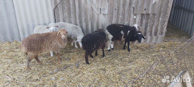 Овцы бараны