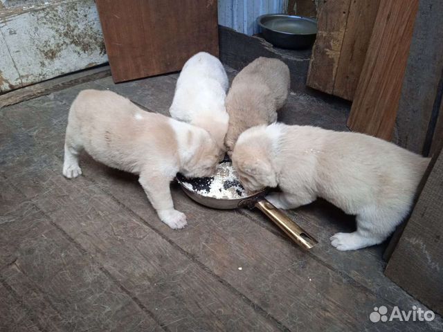 Продаю щенков Алабая