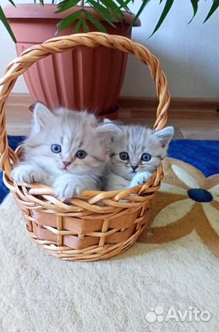 Британские котята