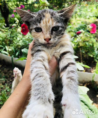 Котенок девочка в добрые руки привезу