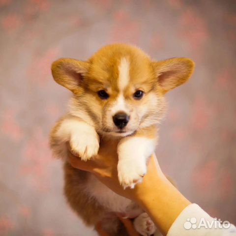 Щенки Корги Пемброк (питомник )