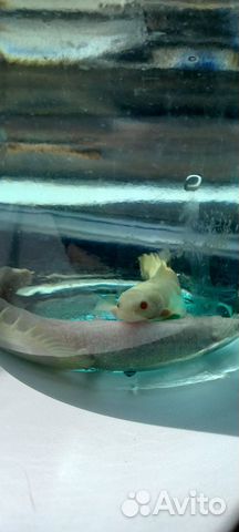 Полиптерус сенегальский альбинос