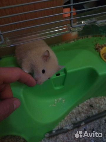 Сирийский хомяк с клеткой