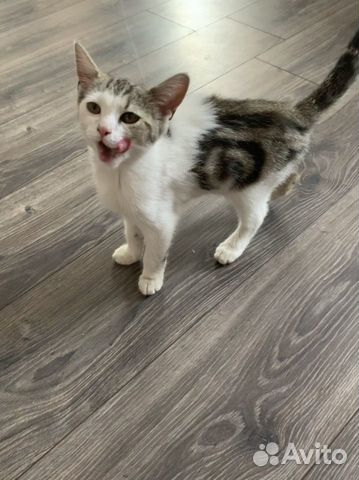 Кошечка-мурчалка