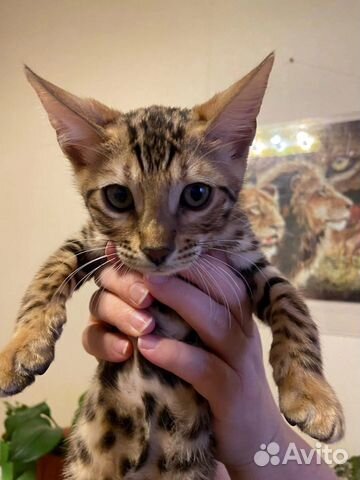 Бенгальская кошка