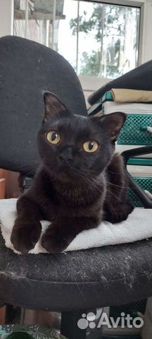 Кошка в дар