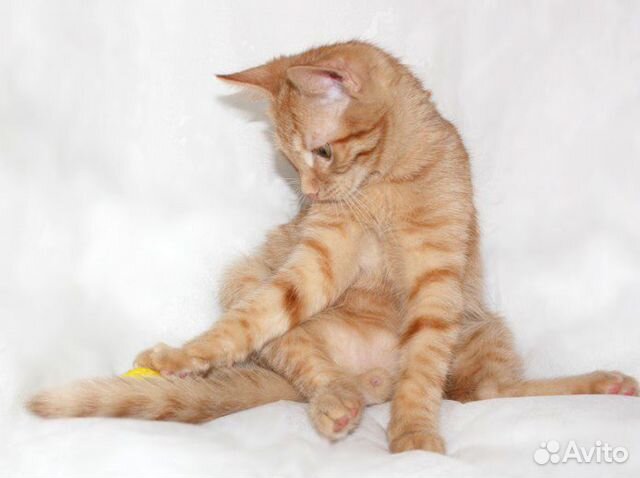 Котёнок Банди 3 месяца в добрые руки