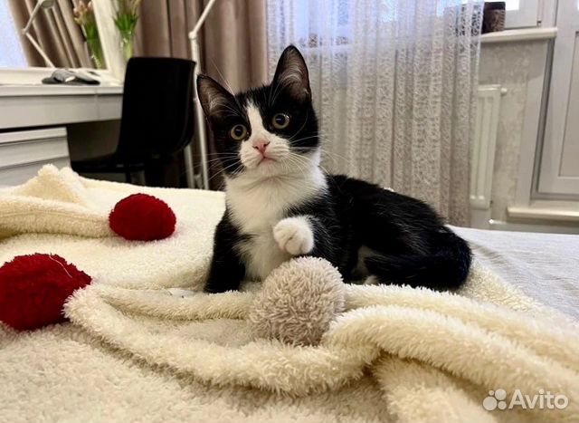 Энергичная и любознательная Василиска (3 мес.)