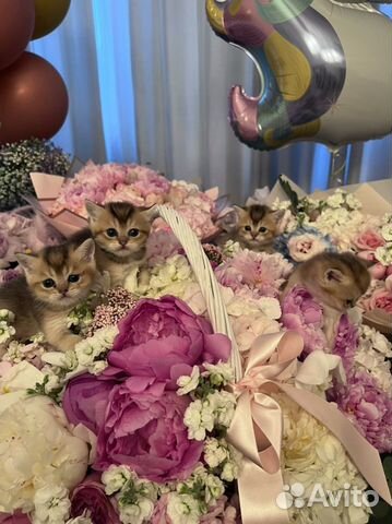 Котята золотая шиншилла