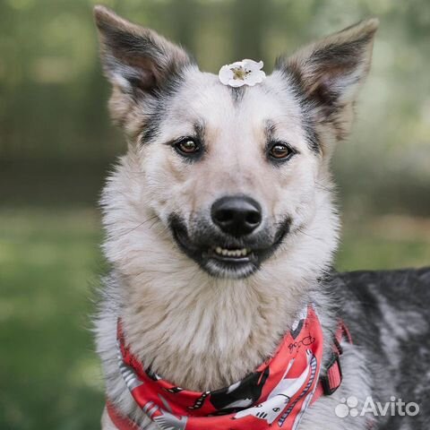 Собака Куки метис лайки в добрые руки