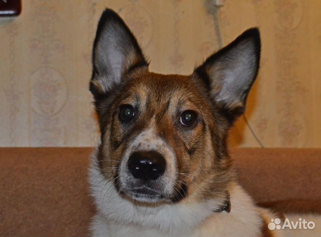 Собака в добрые руки щенок