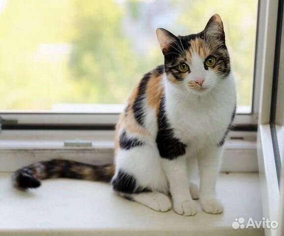 Расписная акварелька Пуся ищет свою семью