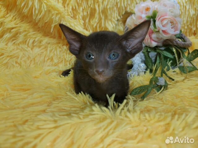 Ориентальная кошечка окрас гаванна