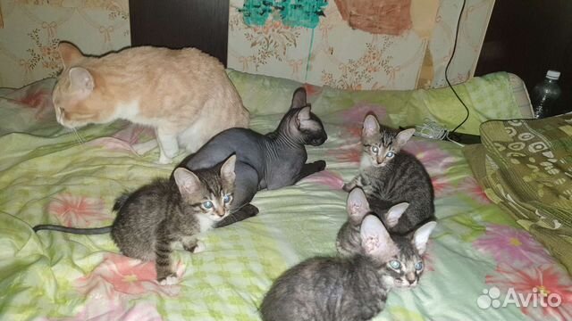 Кошки в добрые руки