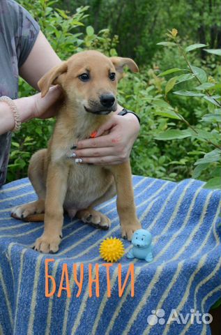 Щенок Баунти для радости в доме