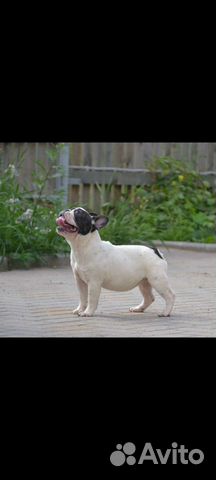 Американский бульдог