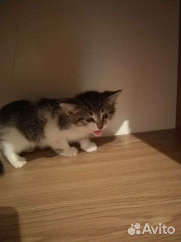 Заберите хулиганку,котенок 2 мес,девочка