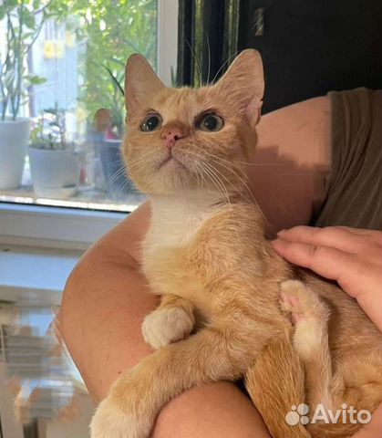 Мини котик ждёт свою семью