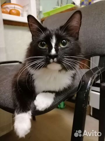 Кошка стерилька 6-7 мес ищет дом