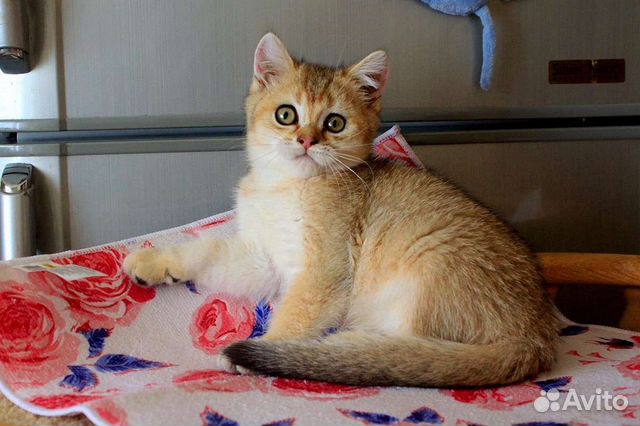 Максик - золотистая шиншилла котик