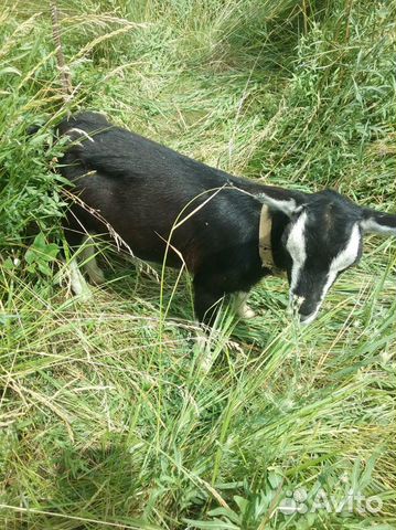 Козы козочки