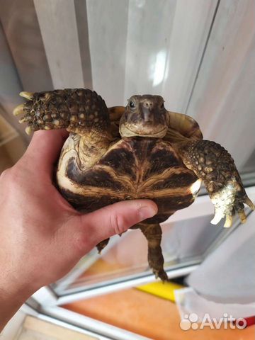 Черепаха сухопутная