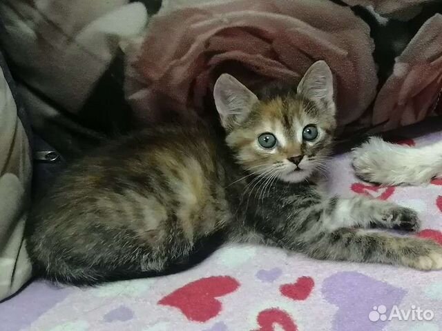 Котёночек