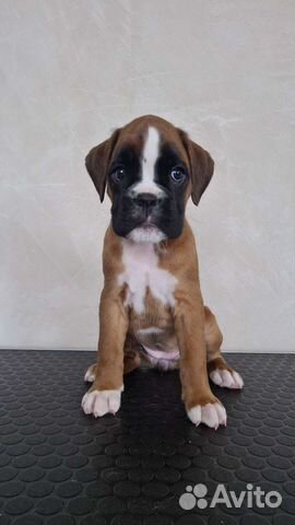 Прекрасная боксер девочка