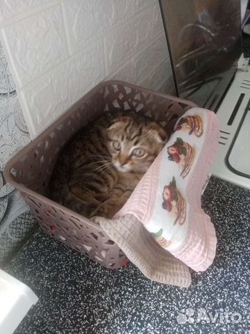 Отдам бесплатно в добрые руки вислаухого катенка