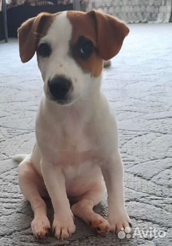 Джек Рассел терьер