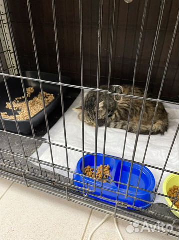 Котик нуждается в помощи
