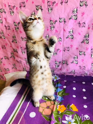 У нас брлее 10 котят в поисках дома