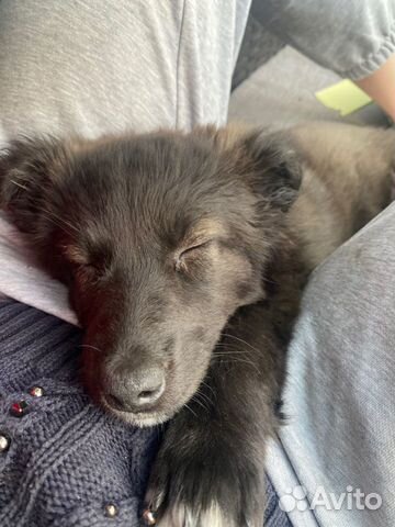 Щенок в добрые руки