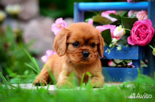 Кавалер рубиновый сладкий мальчик