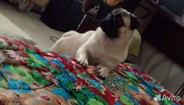 Продажа собаки