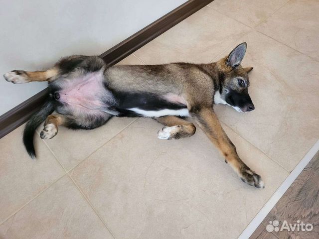 Щенок дворняги