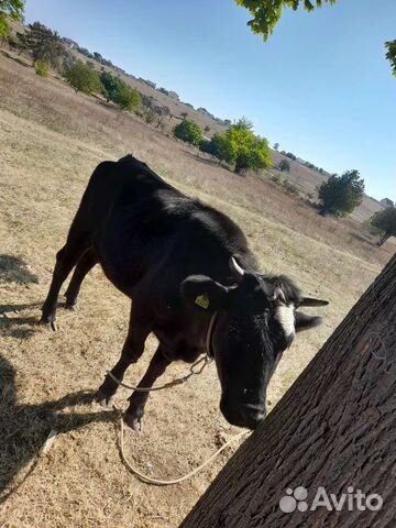 Тёлка 1год и 4 месяца