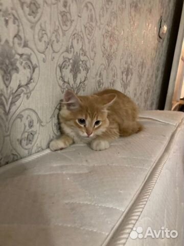 Отдам двух милых котяток