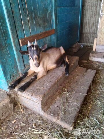 Альпийские козы