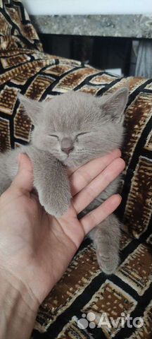 Шотландская лиловая вислоухая кошка