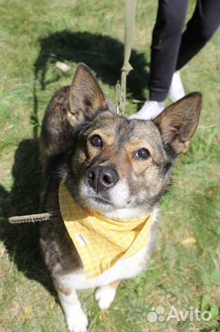 Несчастная собака грустит в приюте.Тома